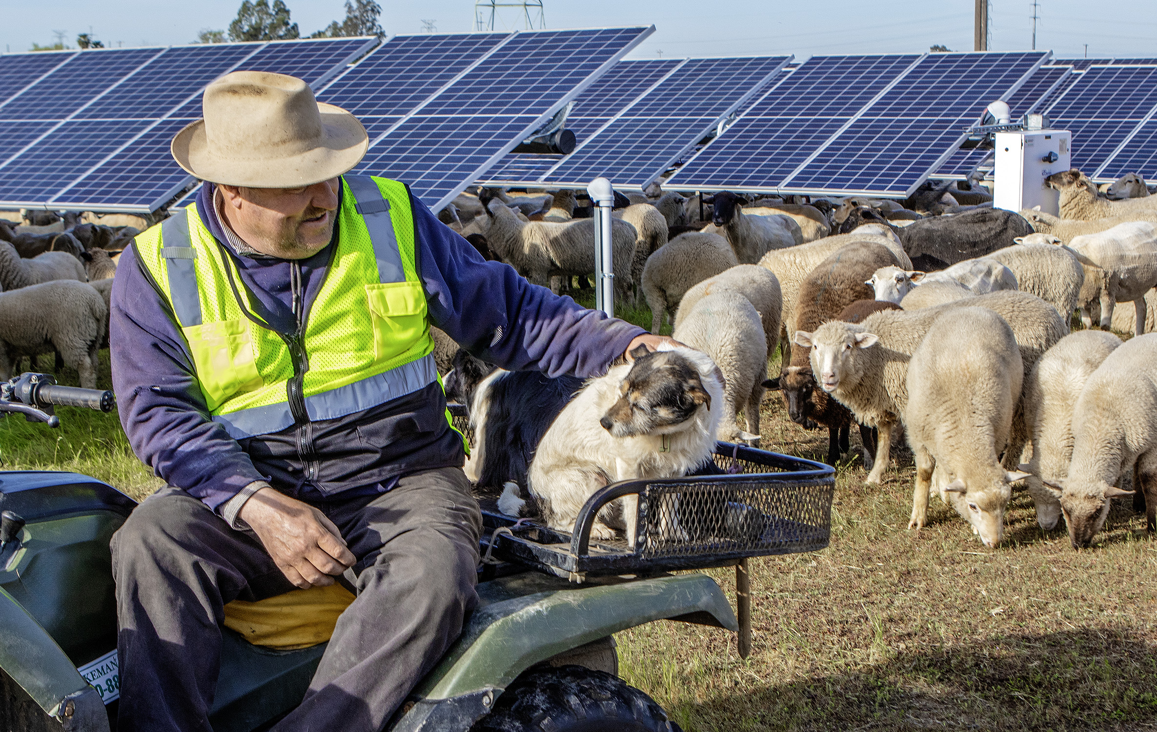 How solar is revitalizing the US sheep industry | Lightsource bp USA